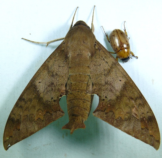 Costa Rica Moths – Part 2 | Prairie Haven