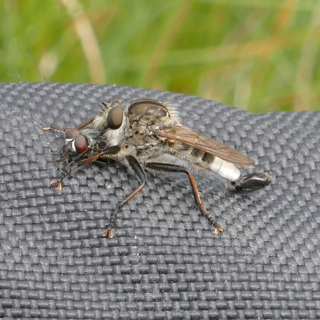 Family Asilidae – Robber Flies | Prairie Haven