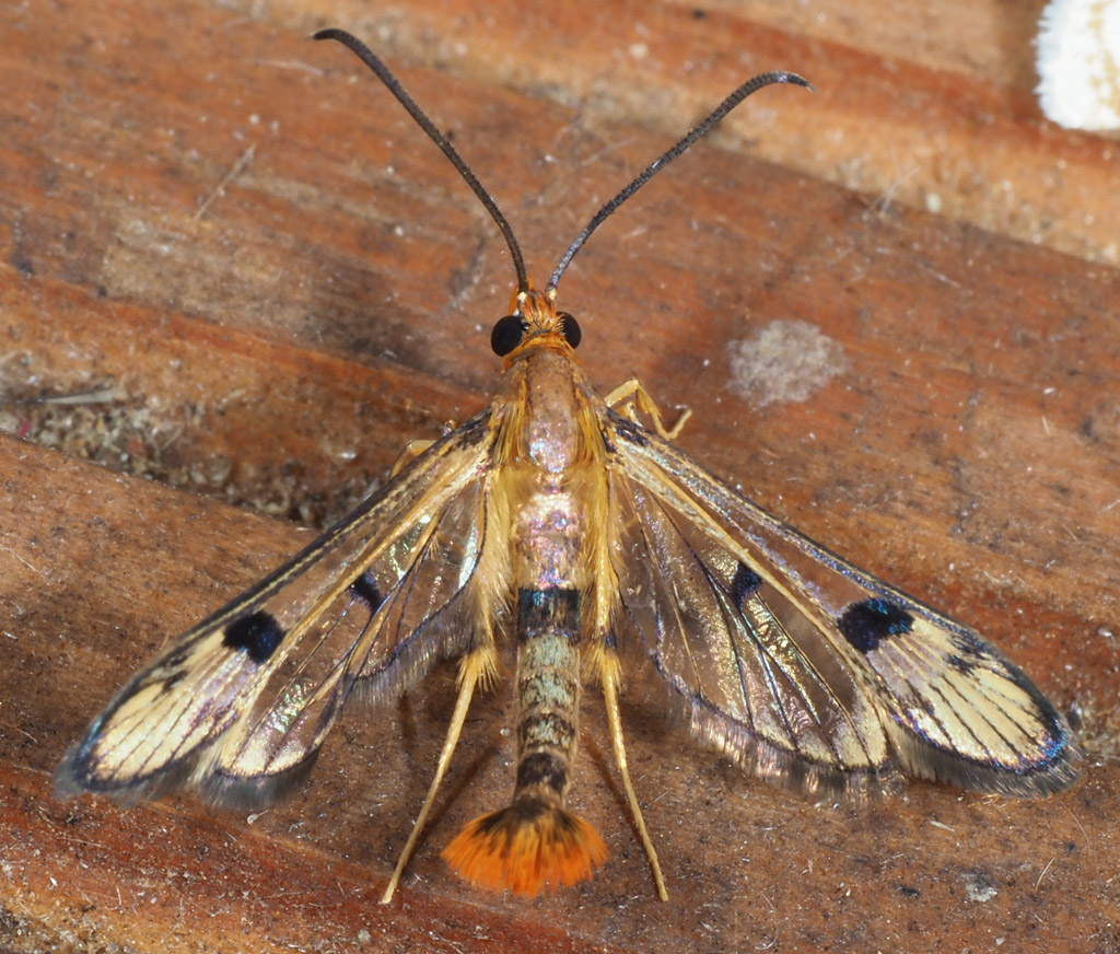Synanthedon acerni – Maple Callus Borer | Prairie Haven